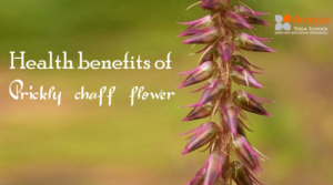 Health benefits Of Chirchita, Apamarg, Prickly chaff flower