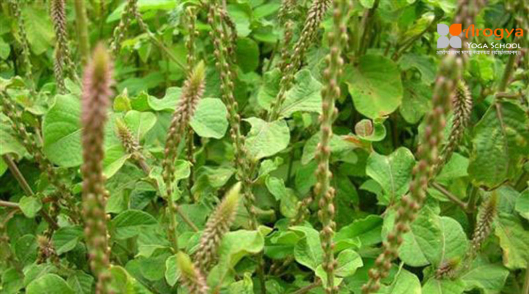Health benefits Of Chirchita, Apamarg, Prickly chaff flower
