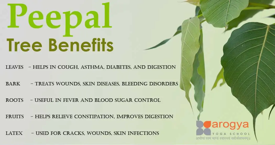 Peepal Tree: Pipal Tree Powerful Benefits