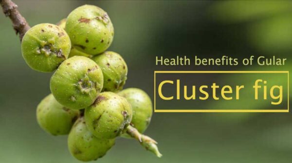 Health benefits of Gular - Cluster fig