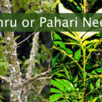 10 Health Benefits Of Lemon great source of vitamin C