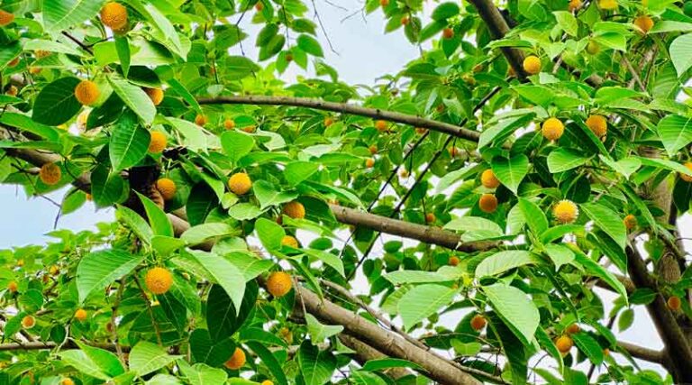 Health Benefits Of Kadamba Tree Burflower Tree