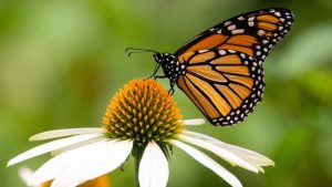 butterfly body - how many legs do butterflies have