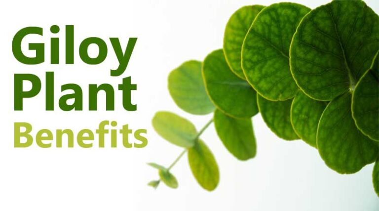 Giloy Plant Benefits | Tinospora Cordifolia Health Uses