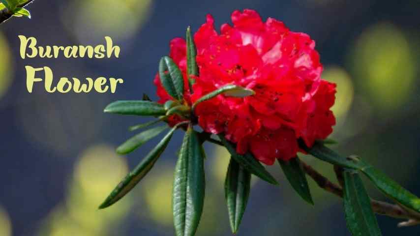 Buransh Flower (Rhododendron arboreum) and Its Benefits